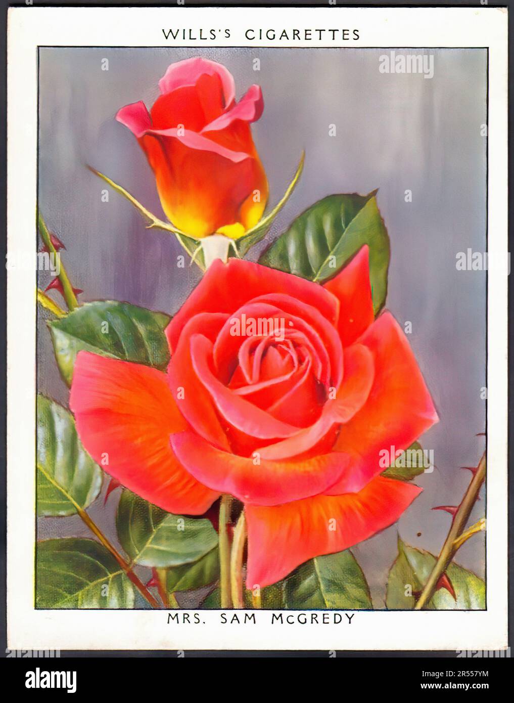 Mrs Sam McGredy Rose - Vintage Cigarette Card Stock Photo - Alamy