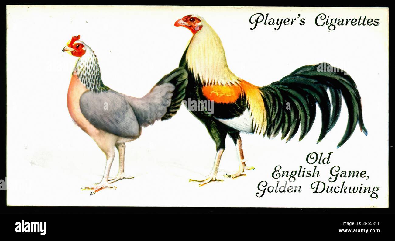 Golden duckwing hi-res stock photography and images - Alamy