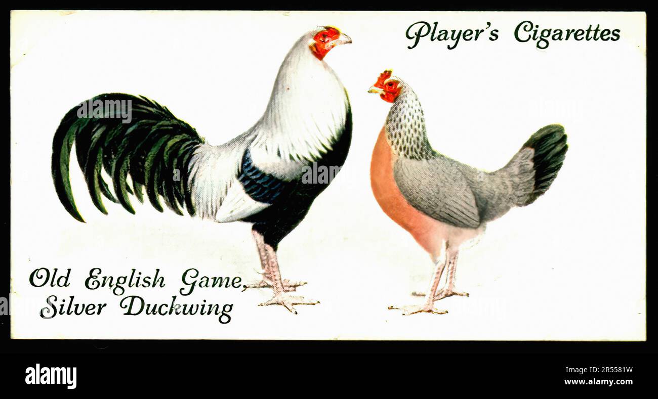 Old English Game, Silver Duckwing - Vintage Cigarette Card Stock Photo ...