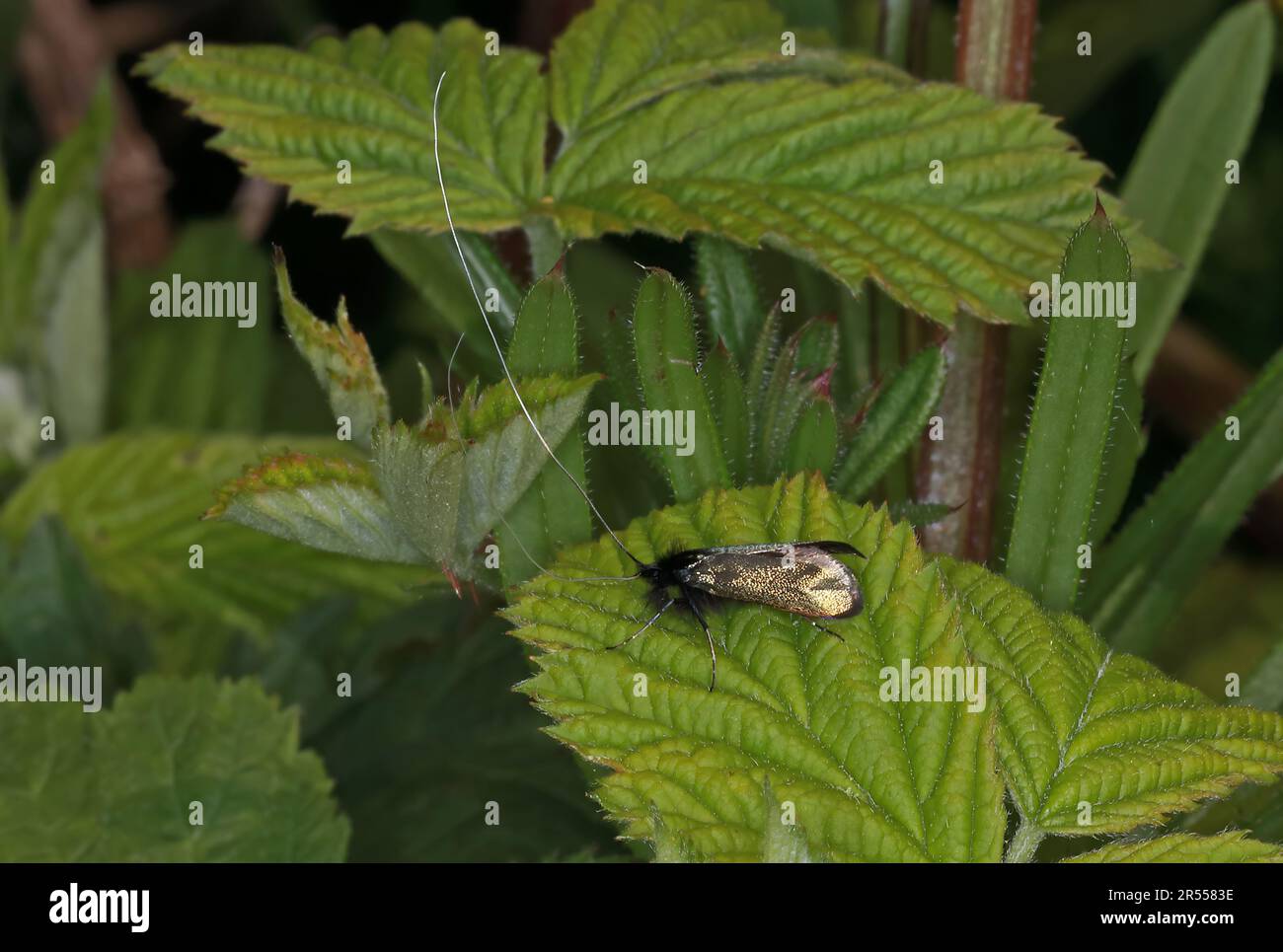 Horn moths hi-res stock photography and images - Alamy