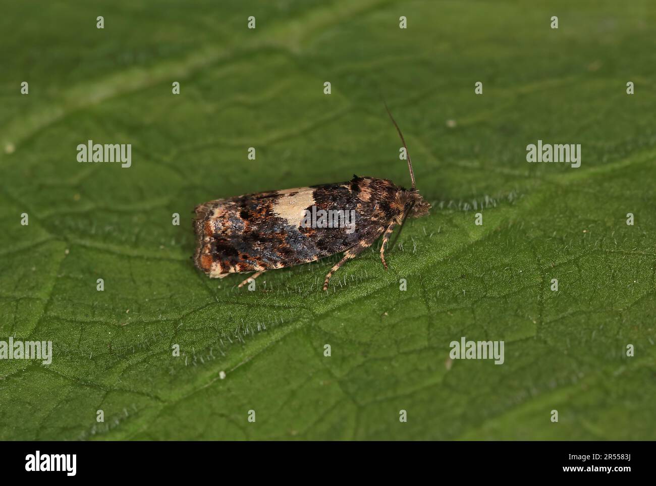 Knapweed Bell moth (Epiblema cirsiana) adult at rest on leaf Eccles-on ...