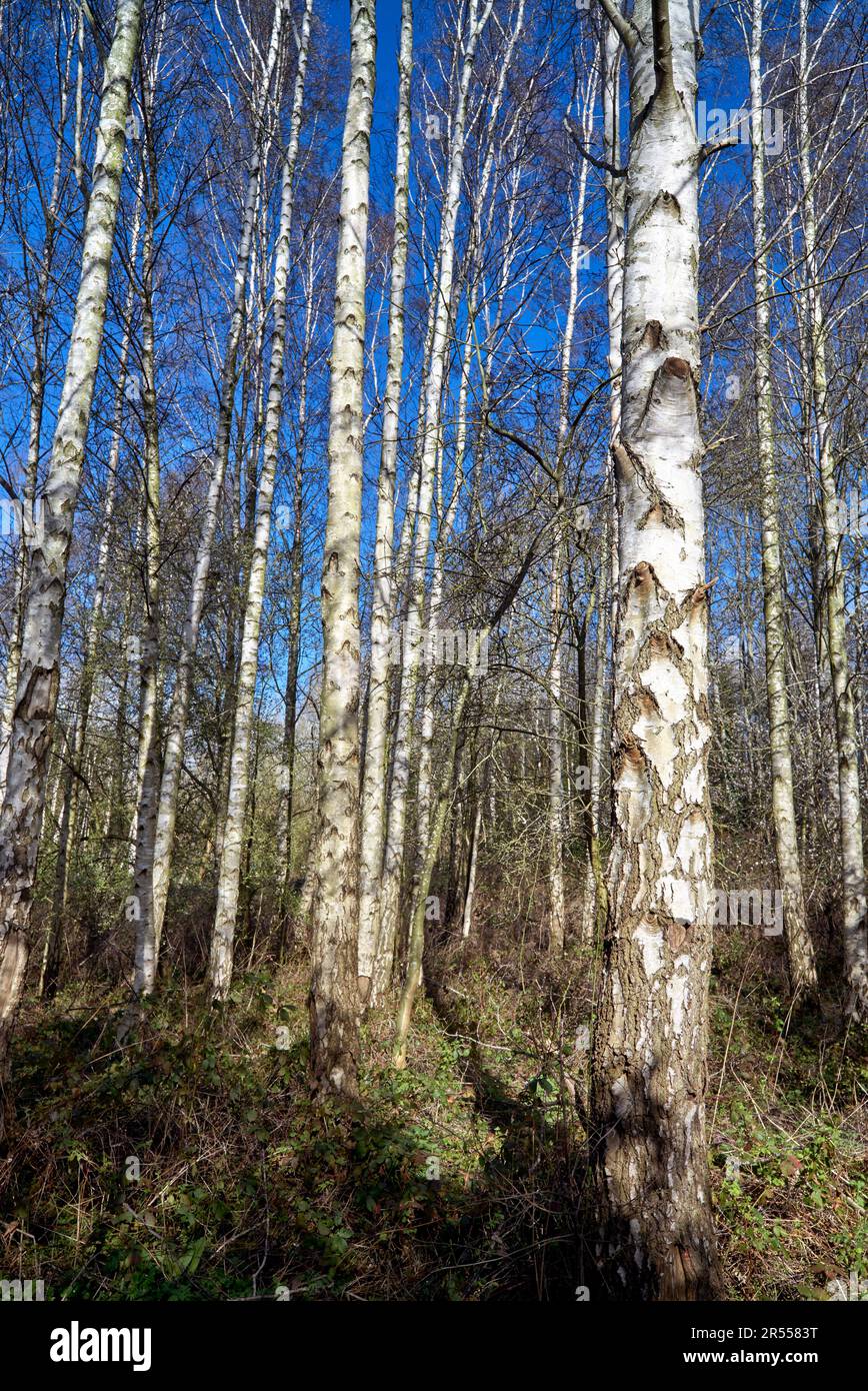 Silver birch tree winter. Betula pendula European white birch. England ...