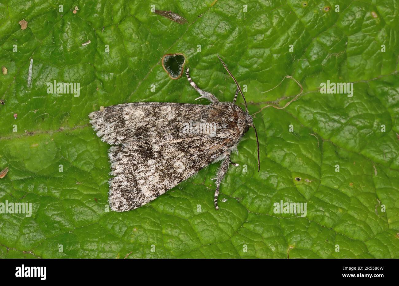 Poplar Grey moth (Acronicta megacephala) adult at rest on leaf Eccles ...