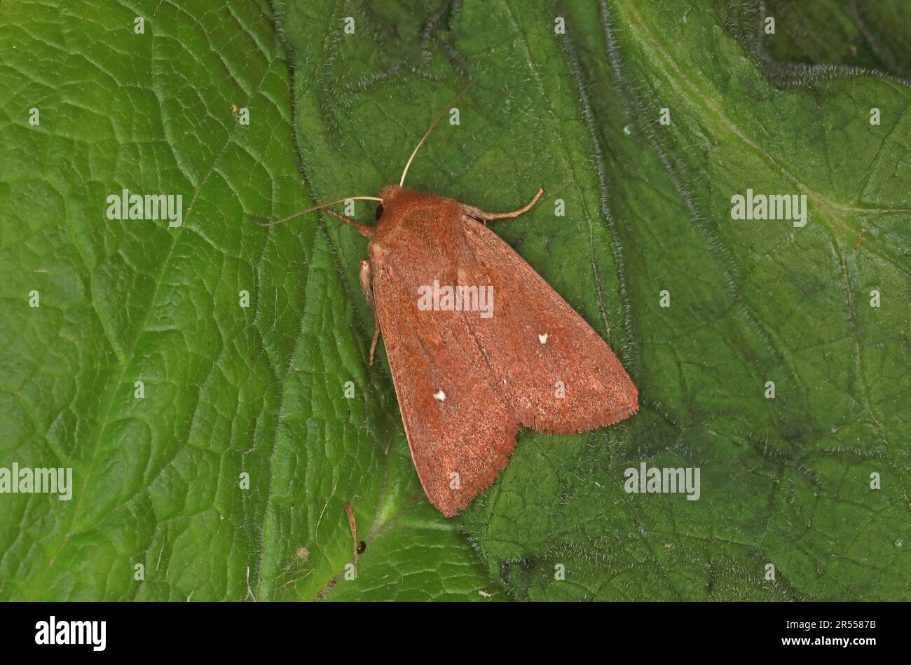 White-point moth (Mythimna albipuncta) adult at rest on a leaf Eccles ...