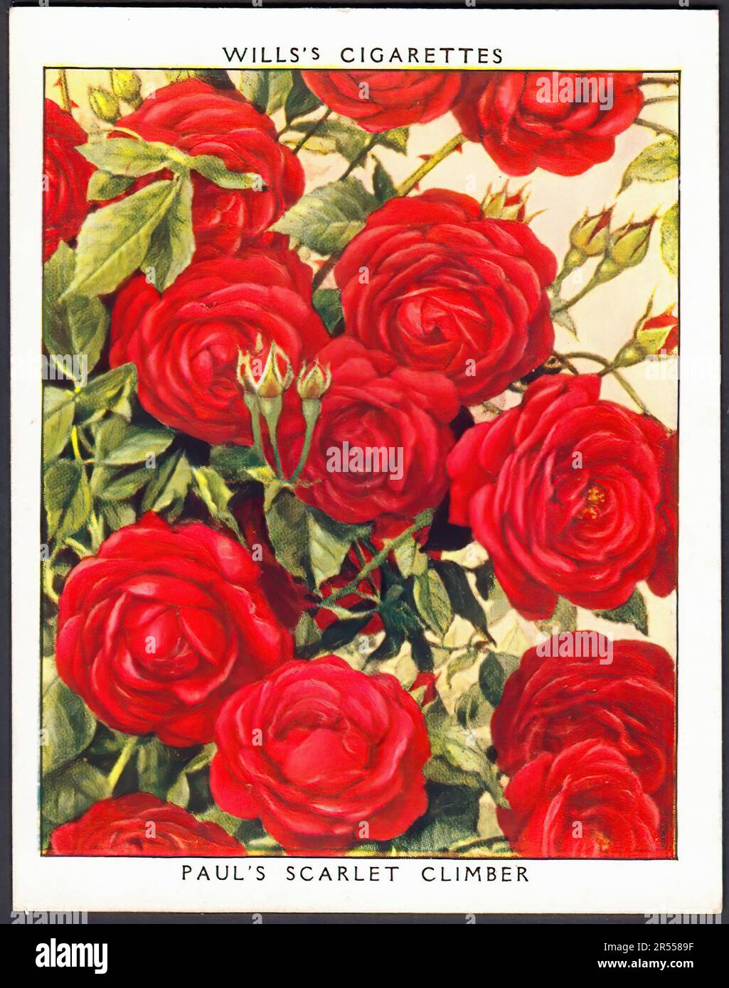 Paul's Scarlet Climber Rose - Vintage Cigarette Card Stock Photo - Alamy
