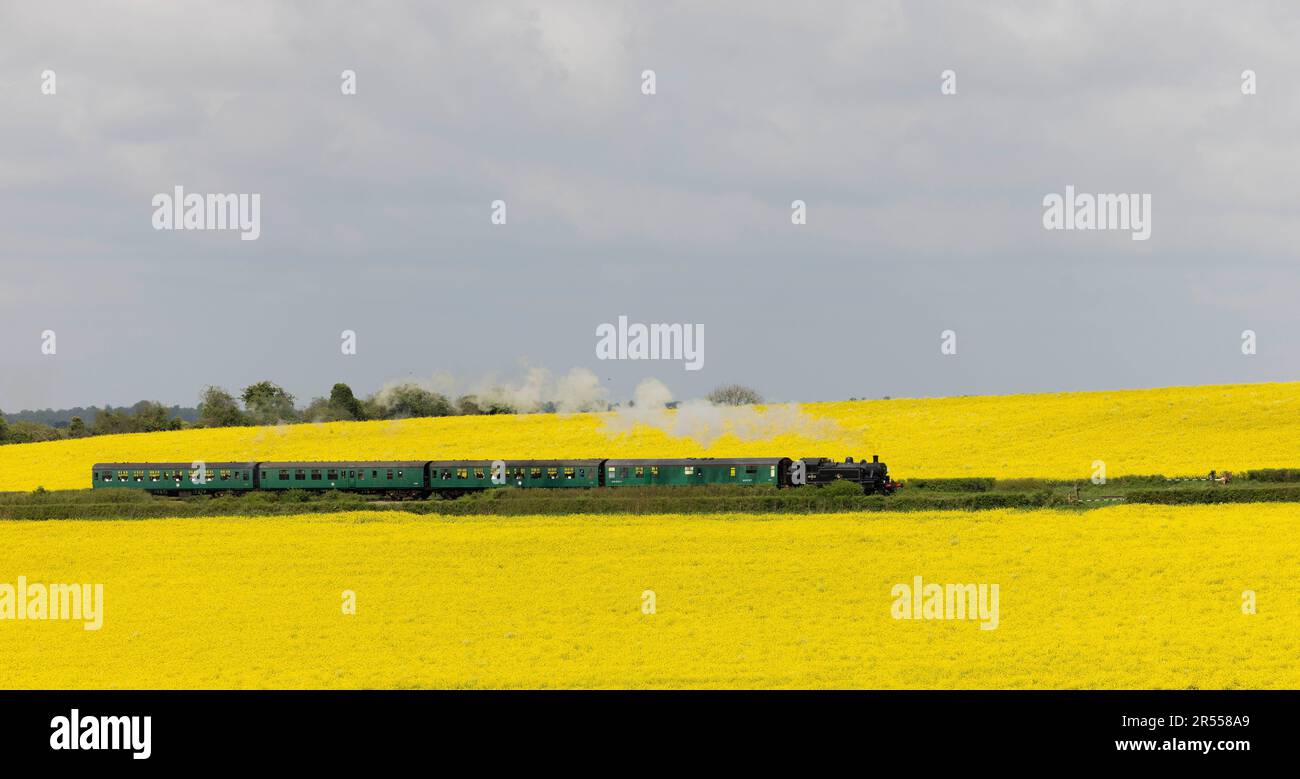A steam train travel through fields of rapeseed oil crop along The ...