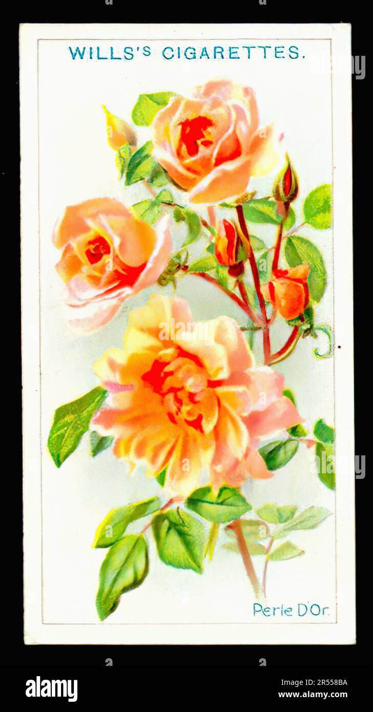 Perle D'Or rose - Vintage Cigarette Card Stock Photo - Alamy