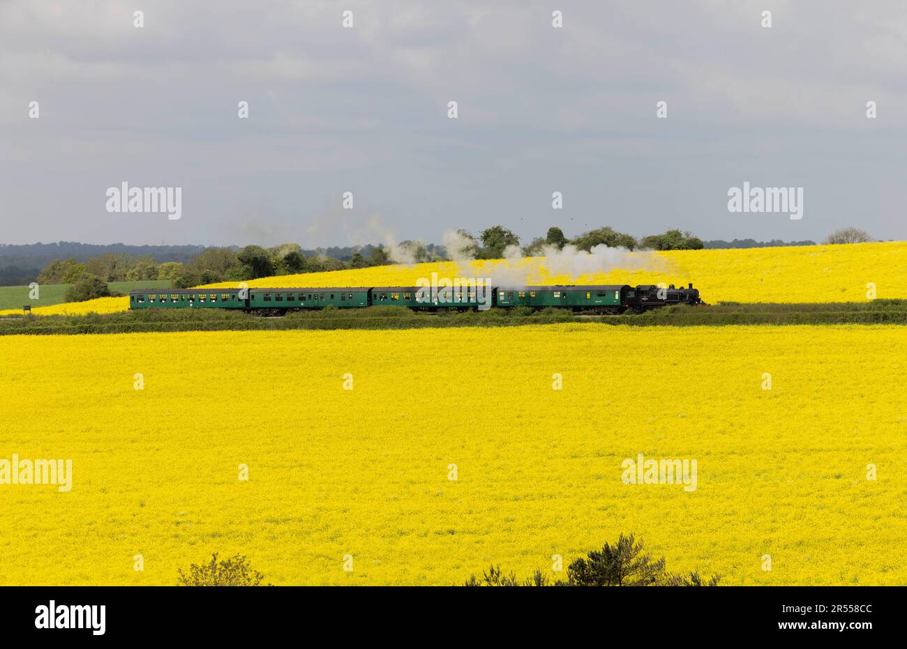 A steam train travel through fields of rapeseed oil crop along The ...