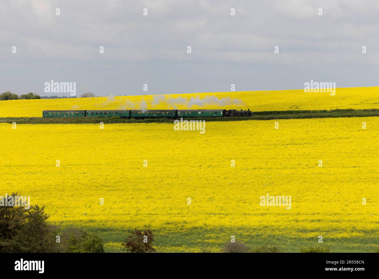 A steam train travel through fields of rapeseed oil crop along The ...