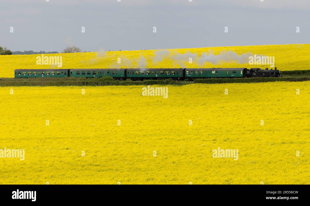 A steam train travel through fields of rapeseed oil crop along The ...