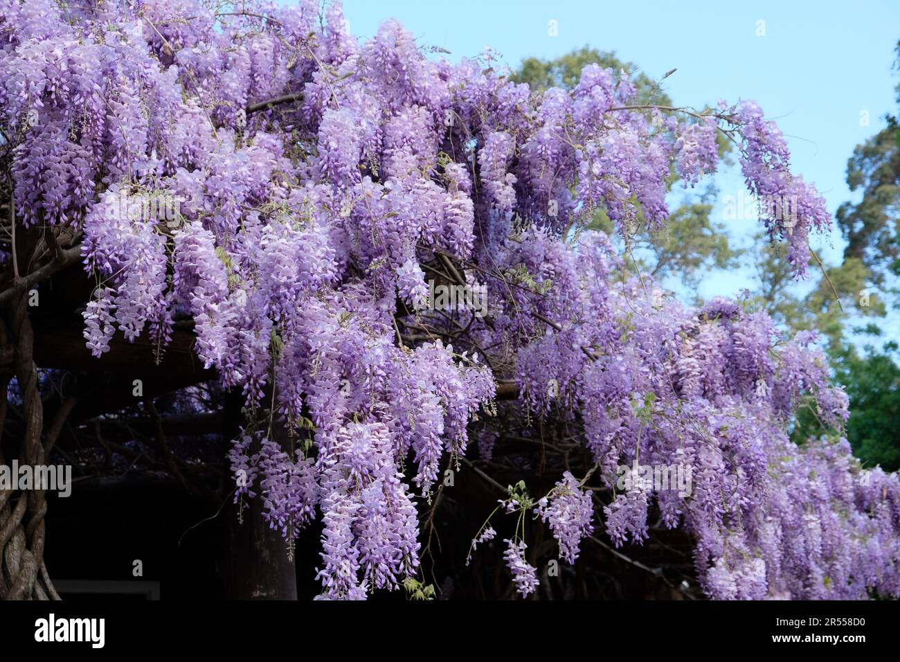 Wisteria twining their stems around the restaurant roof, Araluen ...