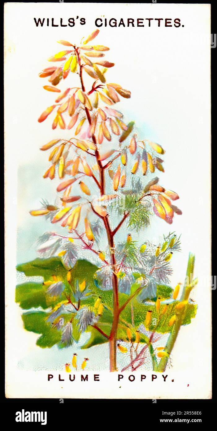 Plume Poppy - Vintage Cigarette Card Stock Photo - Alamy