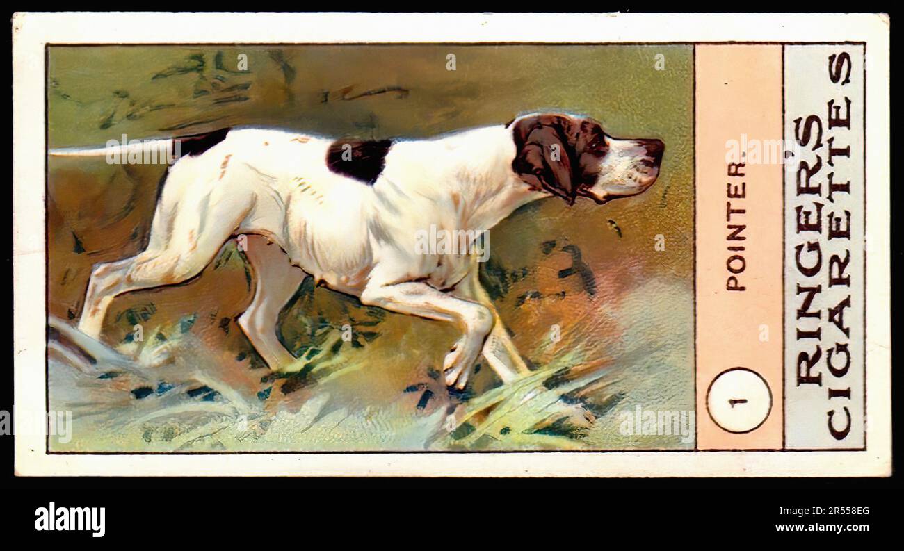 Pointer - Vintage Cigarette Card Stock Photo - Alamy