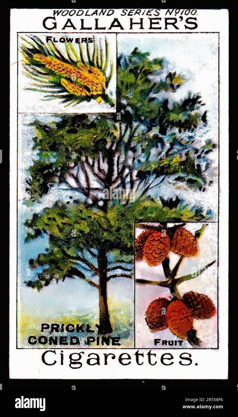 Prickly Coned Pine Tree - Vintage Cigarette Card Stock Photo - Alamy