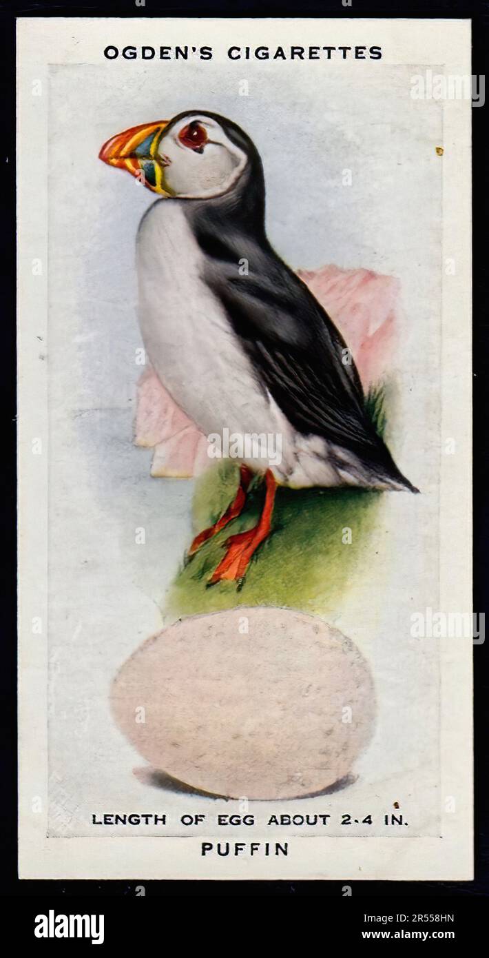 Puffin - Vintage Cigarette Card Stock Photo - Alamy