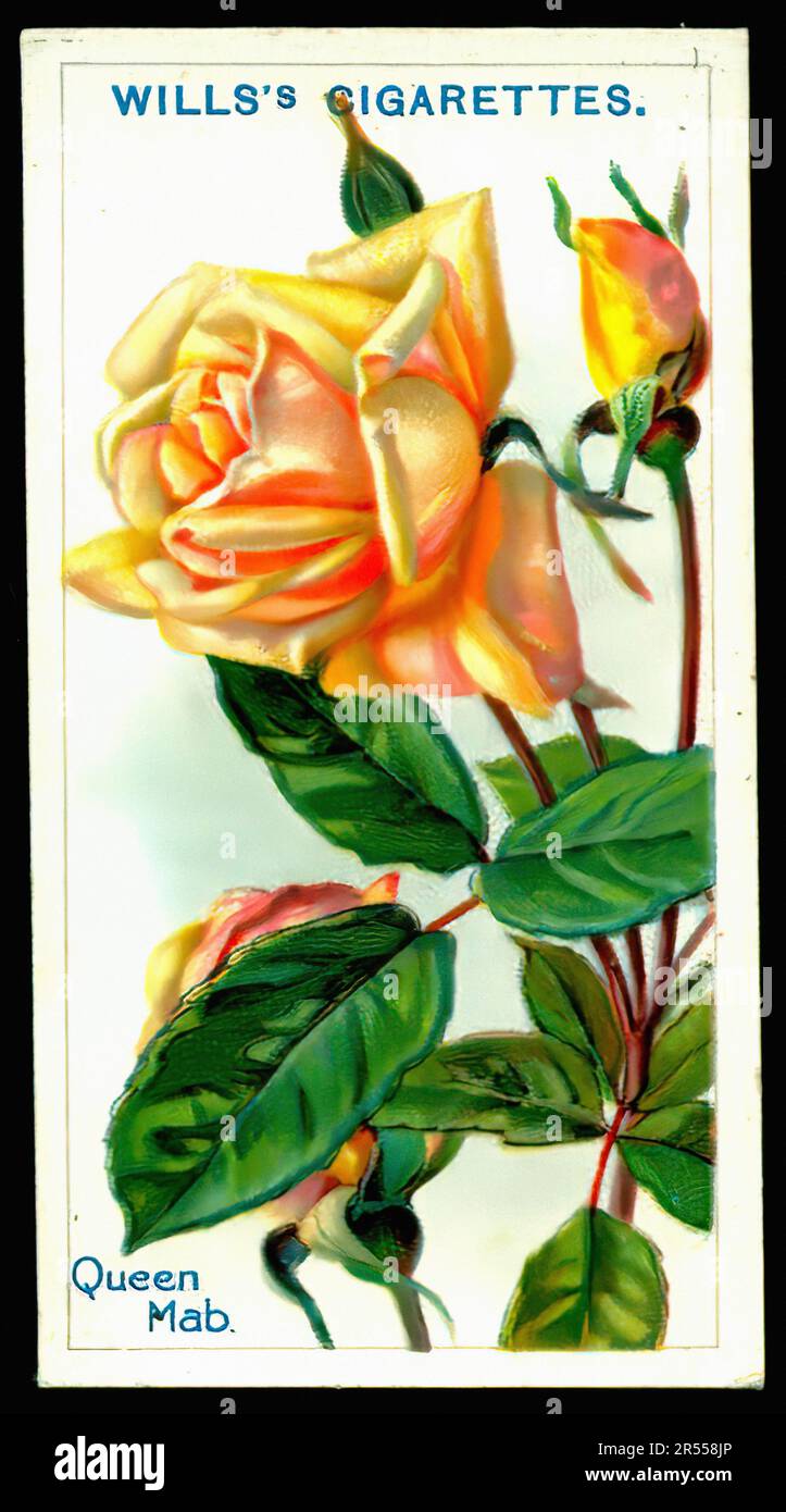 Queen Mab Rose - Vintage Cigarette Card Stock Photo - Alamy