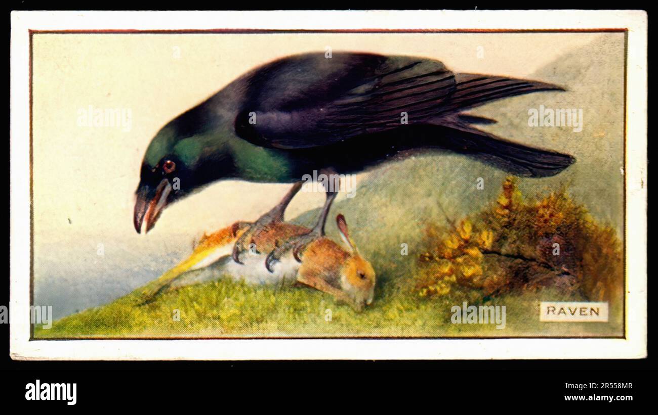 Raven 001 - Vintage Cigarette Card Stock Photo - Alamy