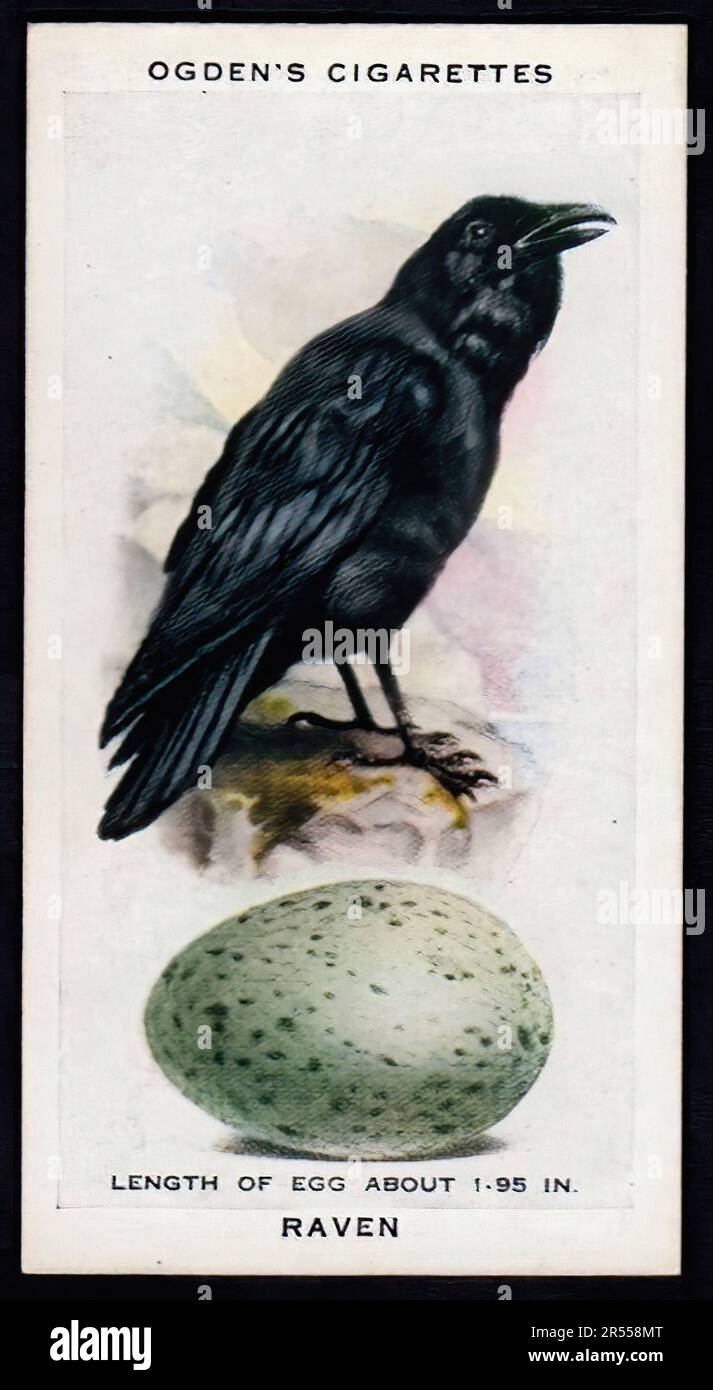 Vintage raven hi-res stock photography and images - Alamy