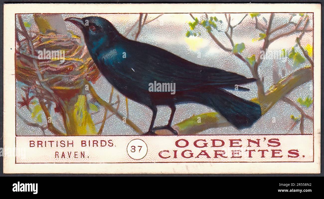 Raven 002 - Vintage Cigarette Card Stock Photo - Alamy