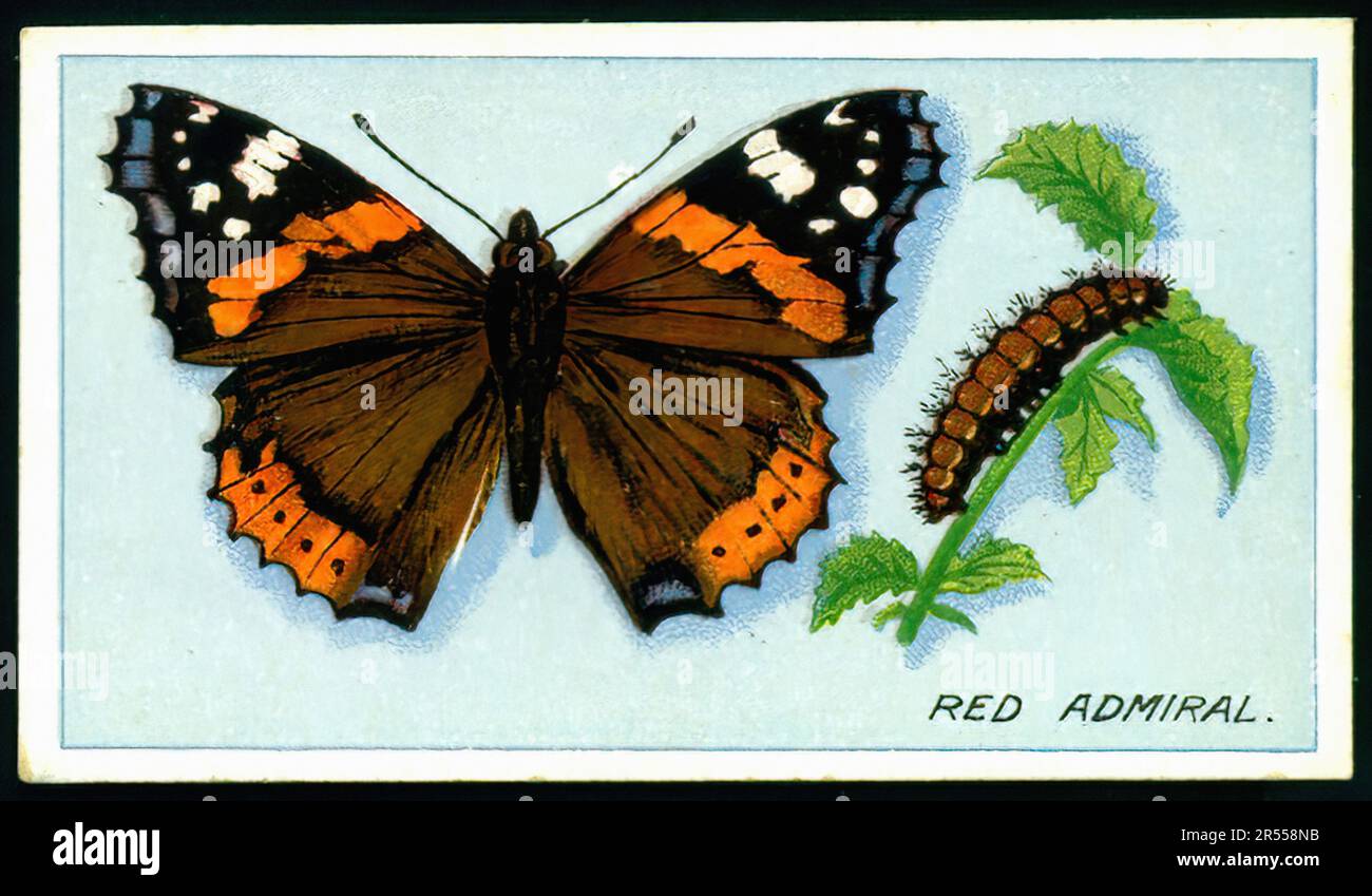Red Admiral - Vintage Cigarette Card Stock Photo - Alamy