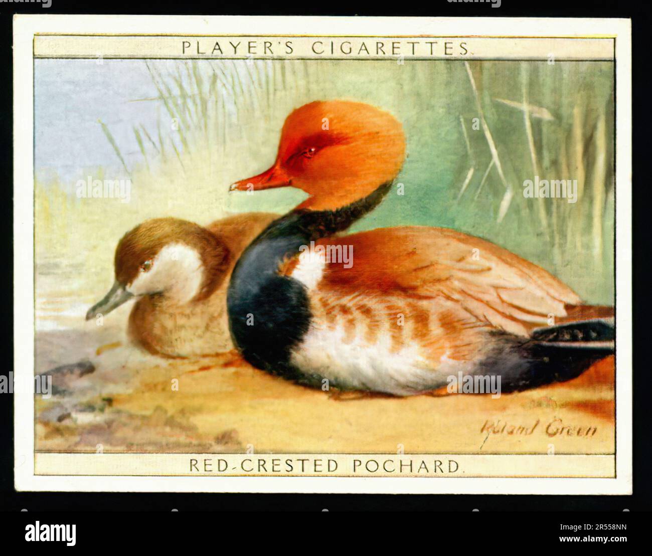 Red Crested Pochard - Vintage Cigarette Card Stock Photo - Alamy