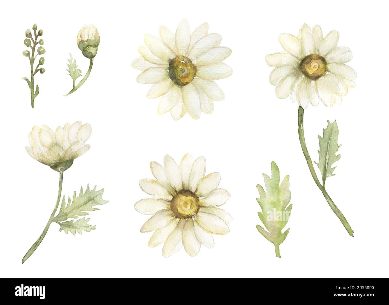 Daisy flower clipart set. Watercolor romantic botanical illustration ...