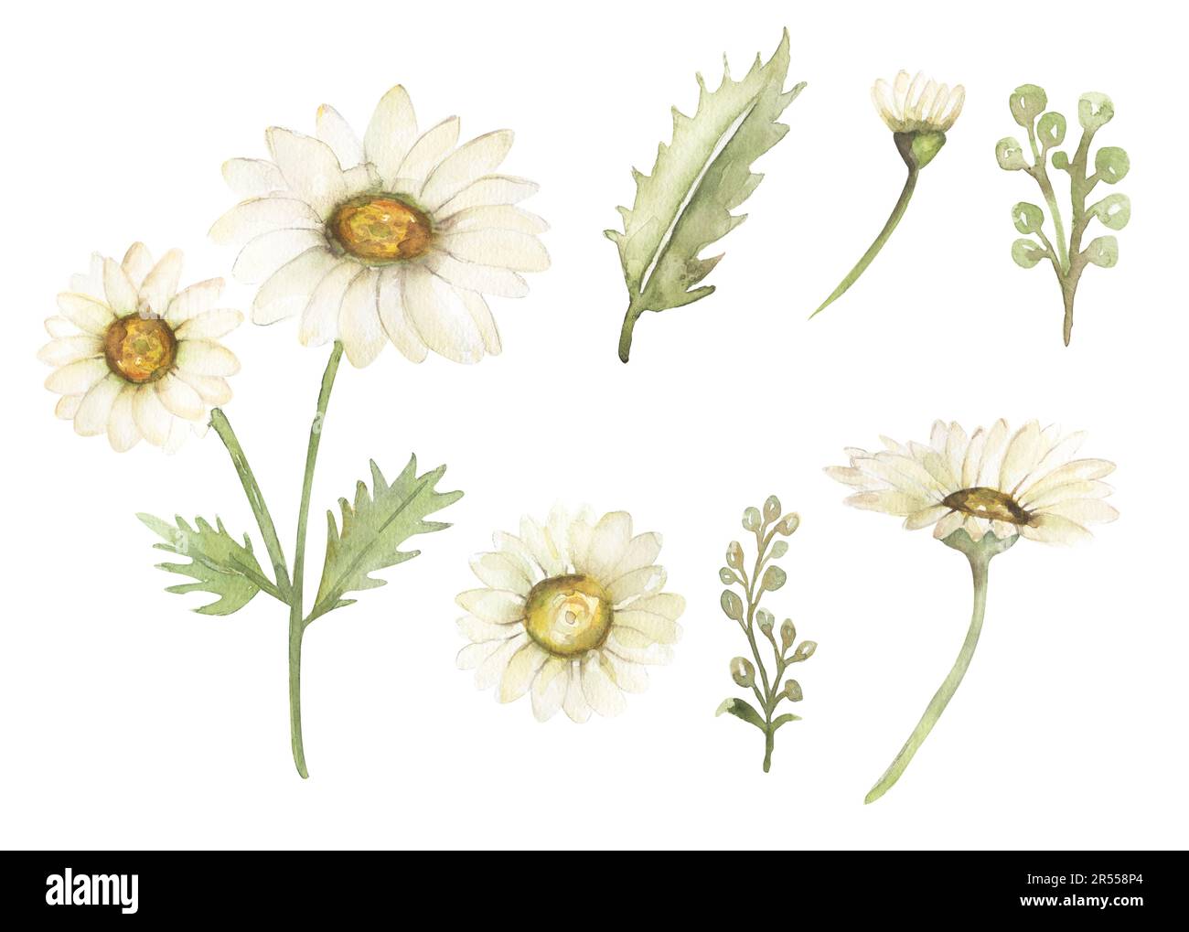 Daisy flower clipart set. Watercolor romantic botanical illustration ...