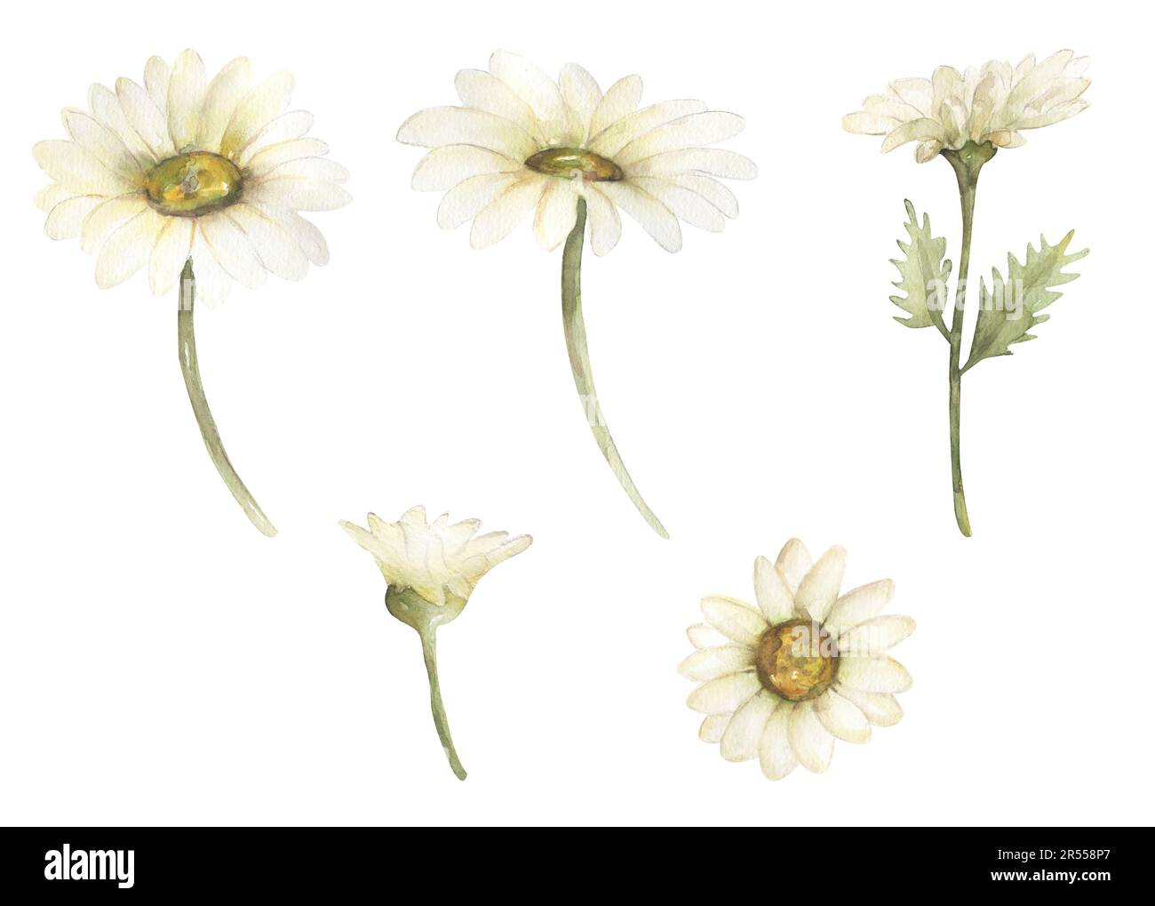 Daisy flower clipart set. Watercolor romantic botanical illustration ...