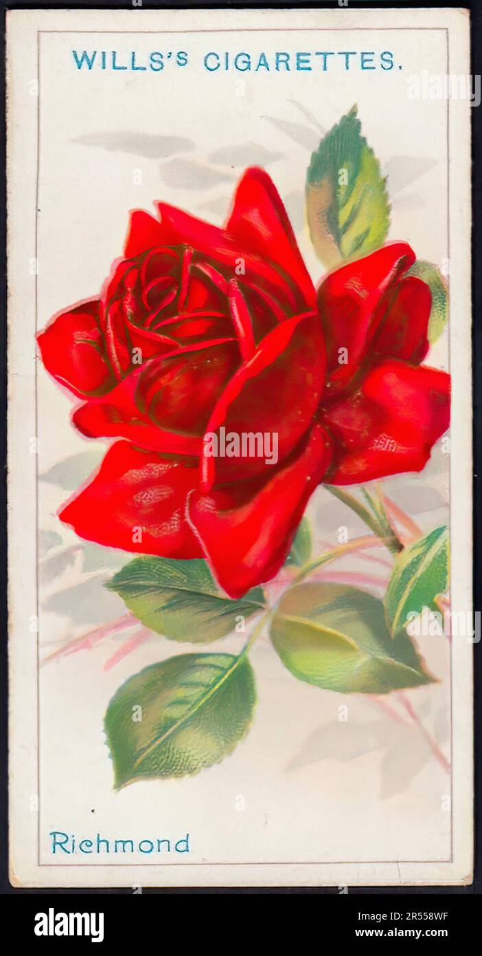 Richmond Rose - Vintage Cigarette Card Stock Photo - Alamy