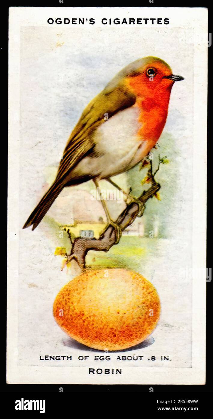 Robin - Vintage Cigarette Card Stock Photo - Alamy