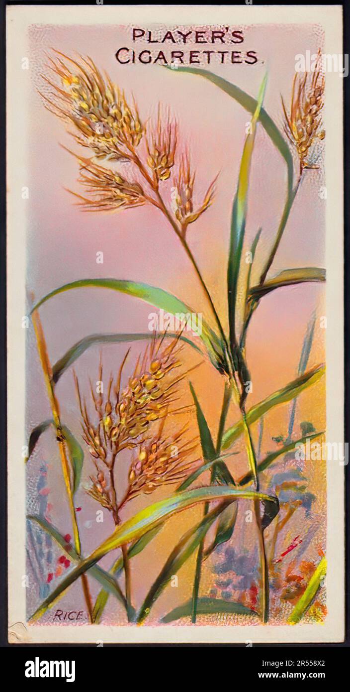 Rice - Vintage Cigarette Card Stock Photo - Alamy
