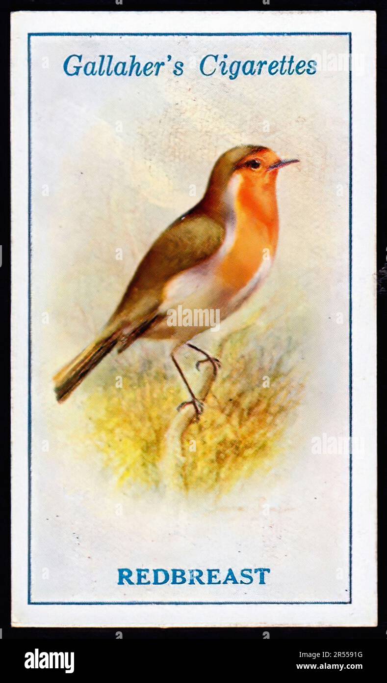 Robin card design hi-res stock photography and images - Alamy