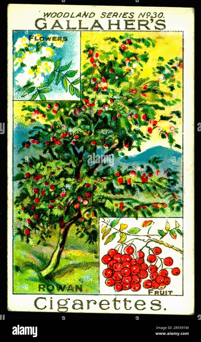 Rowan Tree - Vintage Cigarette Card Stock Photo - Alamy