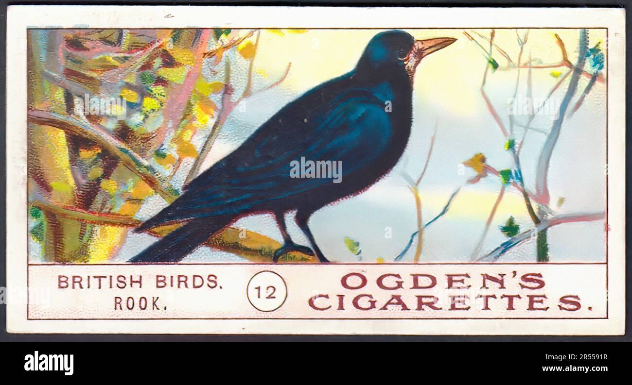 Rook 001 - Vintage Cigarette Card Stock Photo - Alamy