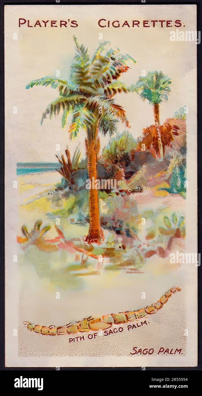Sago Palm - Vintage Cigarette Card Stock Photo - Alamy