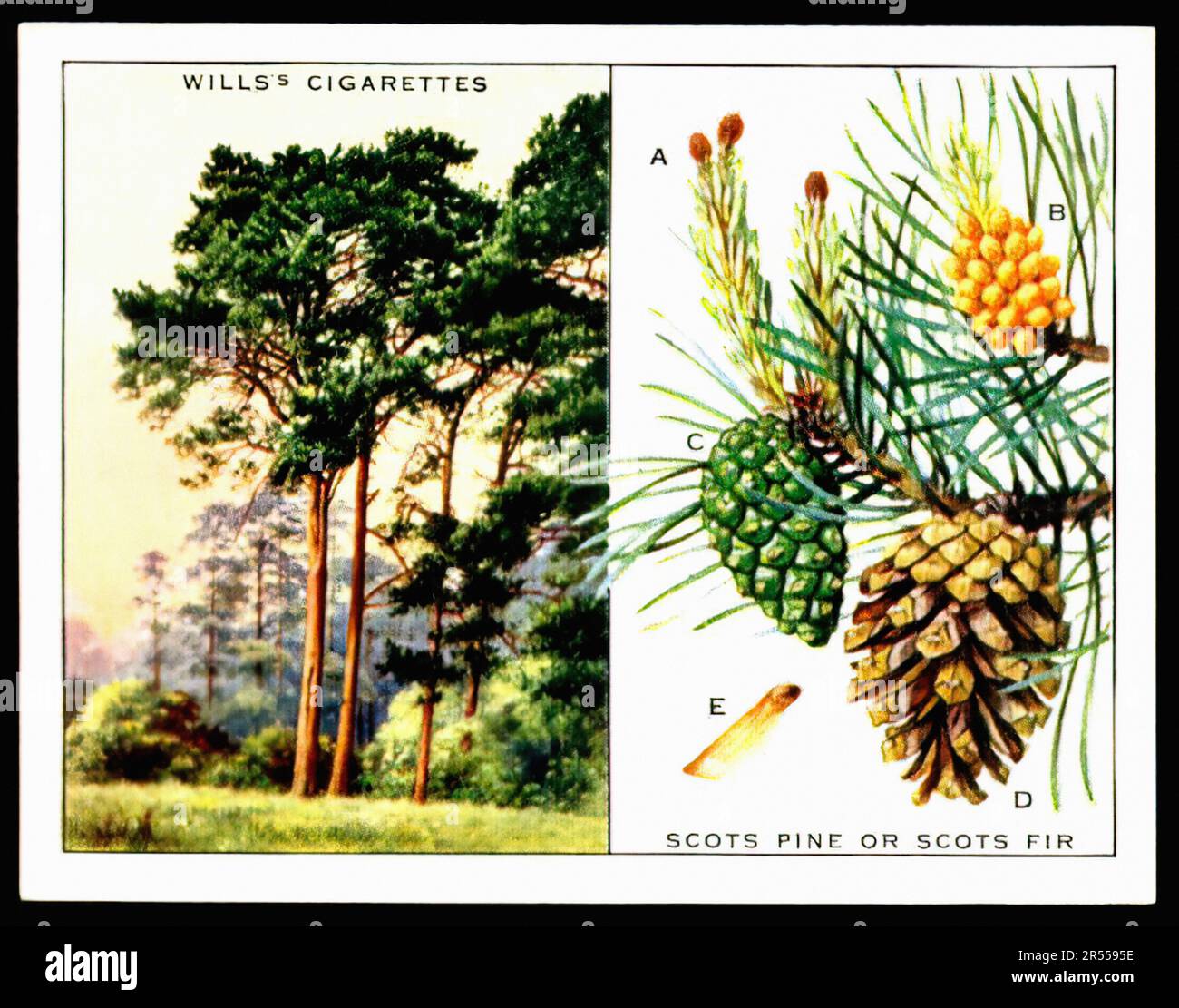 Scots Pine Tree - Vintage Cigarette Card Stock Photo - Alamy