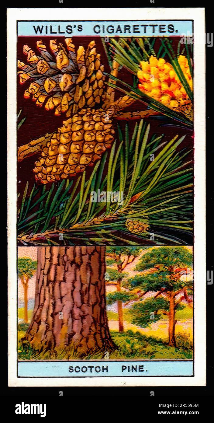 Scotch Pine Tree - Vintage Cigarette Card Stock Photo - Alamy