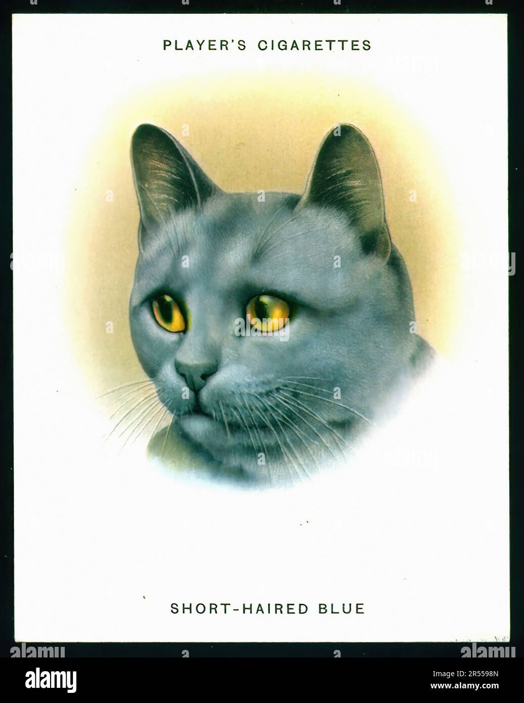 Short Haired Blue - Vintage Cigarette Card Stock Photo - Alamy
