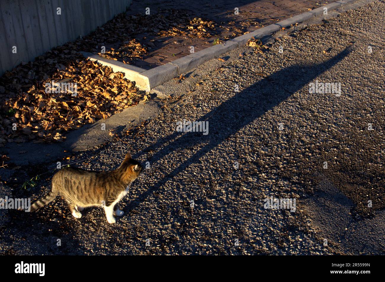 View of a cat and its shadow on the asphalt Stock Photo - Alamy