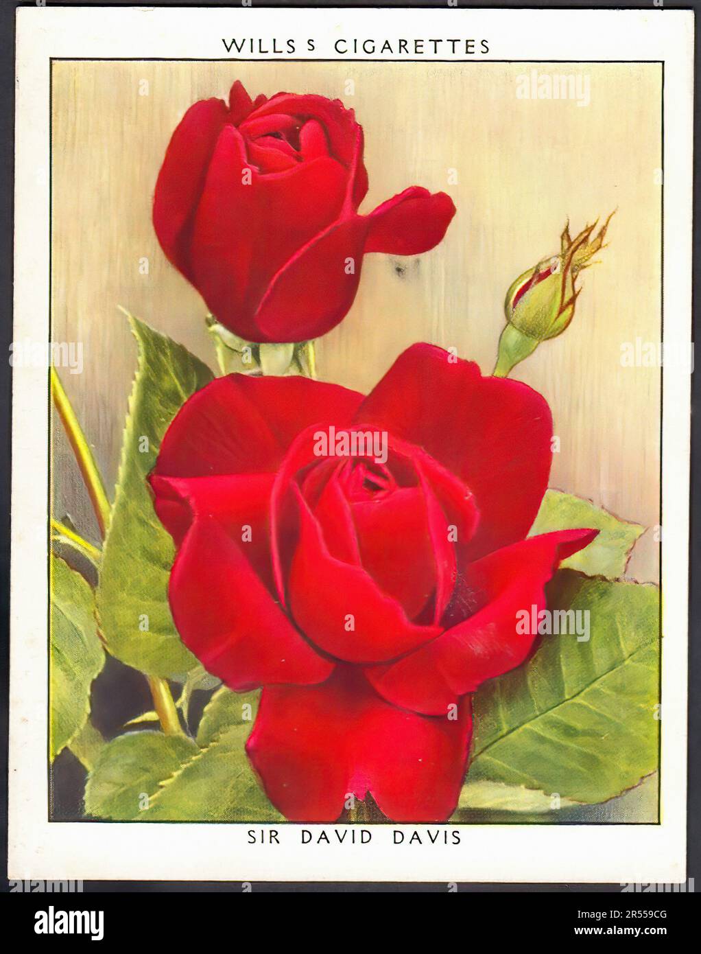 Sir David Davis Rose - Vintage Cigarette Card Stock Photo - Alamy