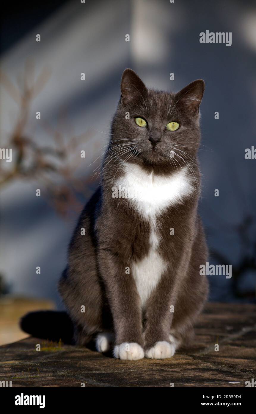 Front view of a cat Stock Photo - Alamy