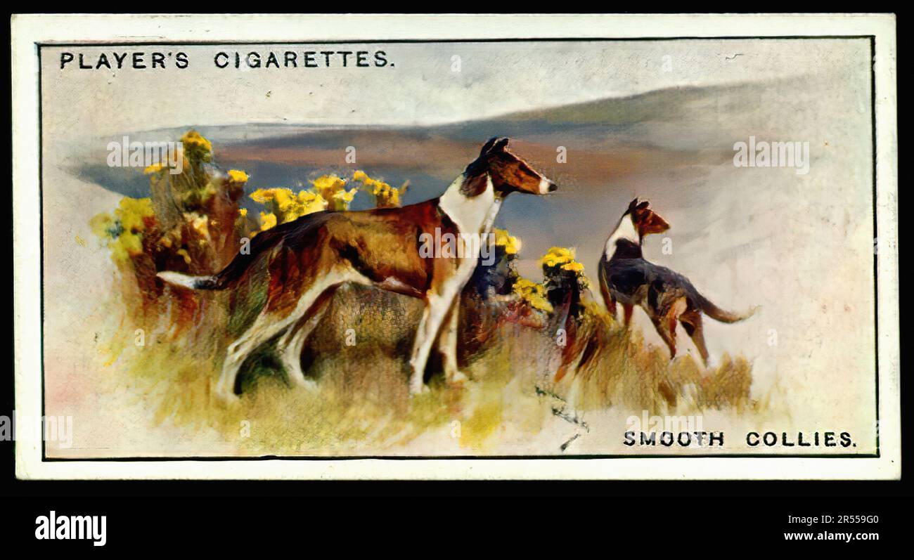 Smooth Collies - Vintage Cigarette Card Stock Photo - Alamy