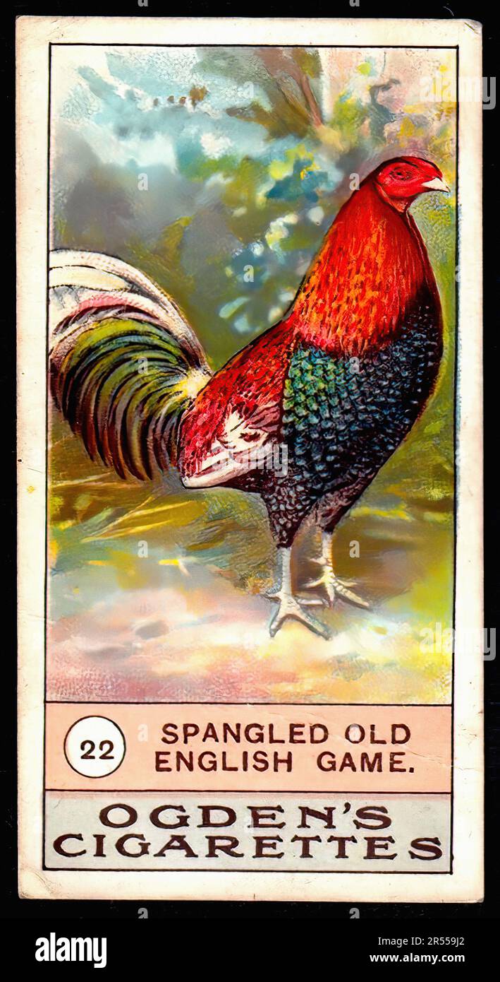 Spangled Old English Game - Vintage Cigarette Card Stock Photo - Alamy