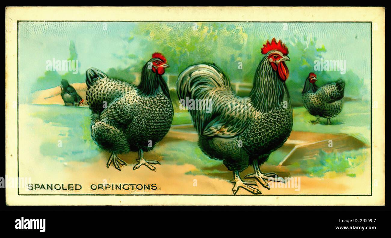 Spangled Orpingtons - Vintage Cigarette Card Stock Photo - Alamy