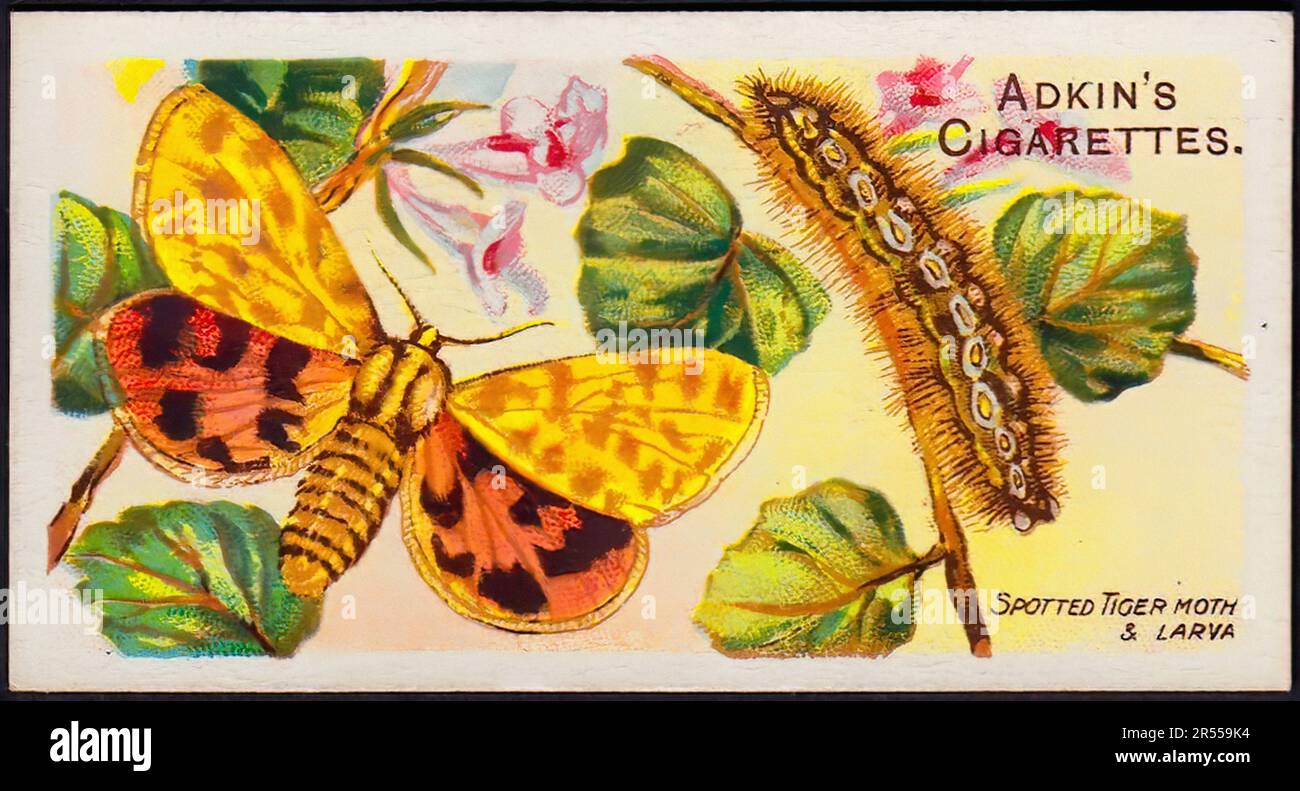 Spotted Tiger Moth - Vintage Cigarette Card Stock Photo - Alamy