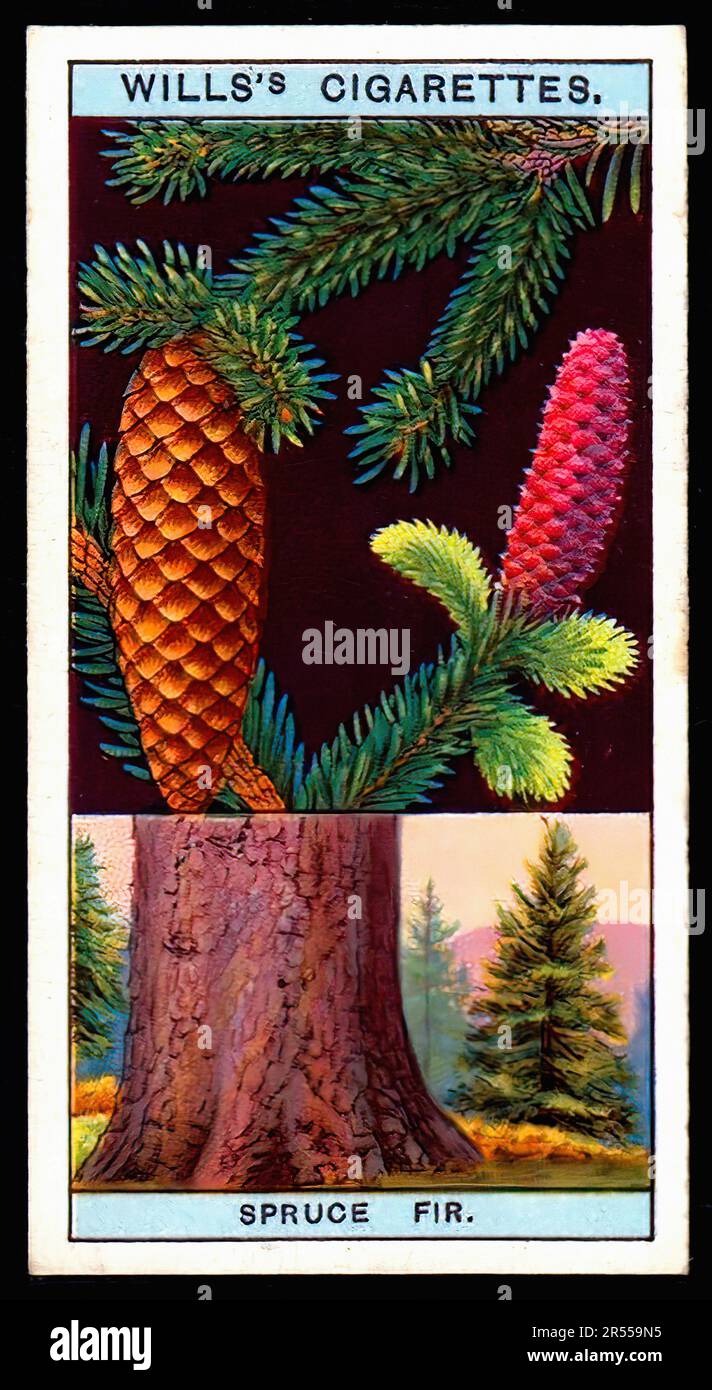Spruce Fir Tree 001 - Vintage Cigarette Card Stock Photo - Alamy