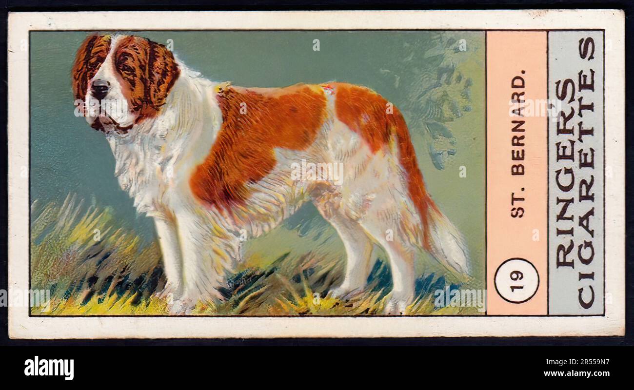 St Bernard - Vintage Cigarette Card Stock Photo - Alamy