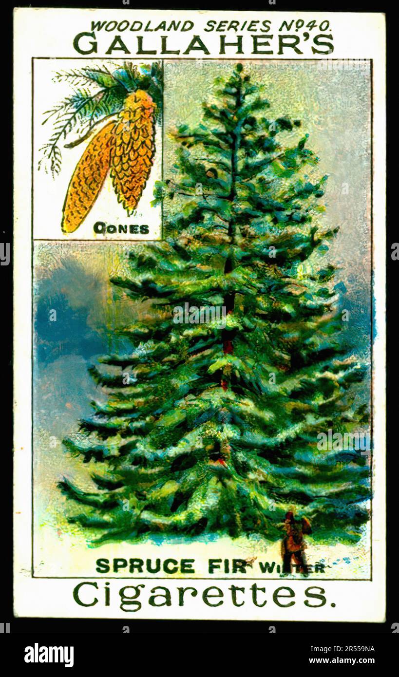 Spruce Fir Tree - Vintage Cigarette Card Stock Photo - Alamy