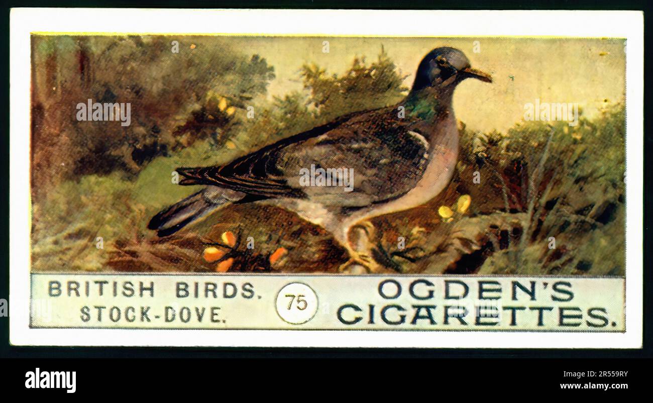 Stock Dove - Vintage Cigarette Card Stock Photo - Alamy