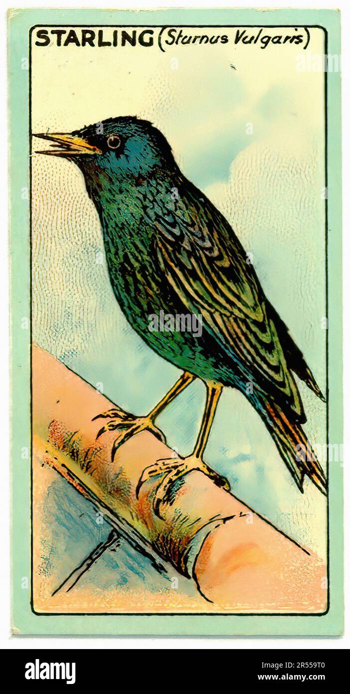Starling 002 - Vintage Cigarette Card Stock Photo - Alamy